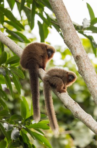 WCS Bolivia > Especies