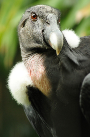 WCS Bolivia > Wildlife