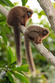 WCS Bolivia > Wildlife