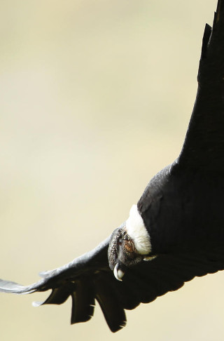 WCS Bolivia > Especies