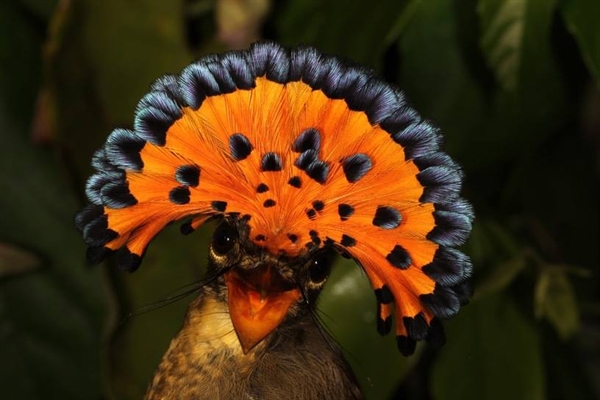 Identidad Madidi Announces 1000 Confirmed Bird Species For Bolivia’s ...