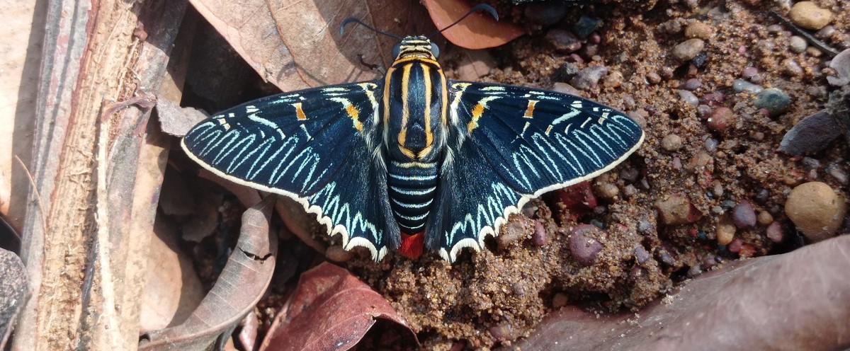 Diversidad y belleza de mariposas enriquecen el paisaje de los grandes ...