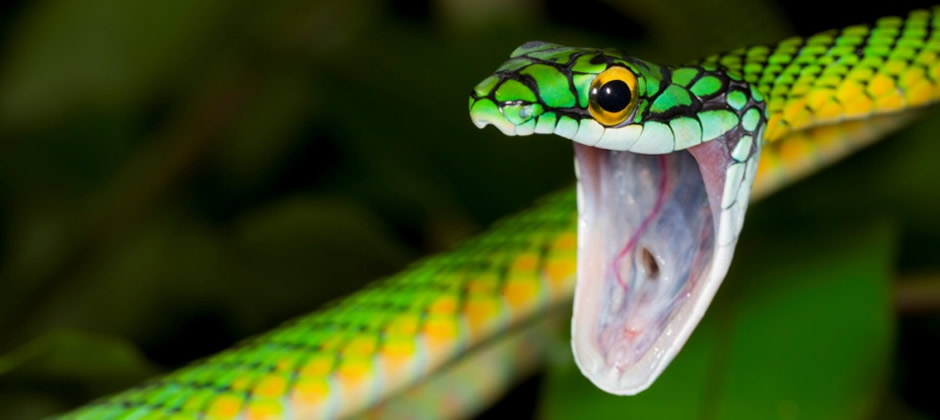 WCS Bolivia > Inicio