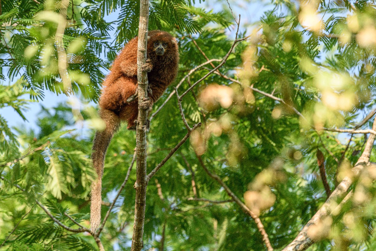 20 años de estudios sobre los lucachis endémicos de Bolivia contribuyen ...