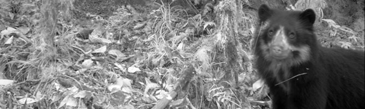 WCS Bolivia > Wildlife > Andean bear